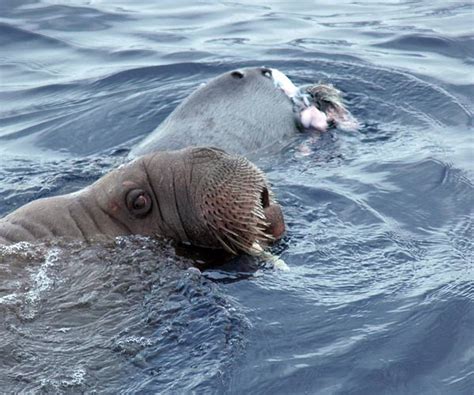 Walrus Hunting A Bearded Seal R Natureismetal