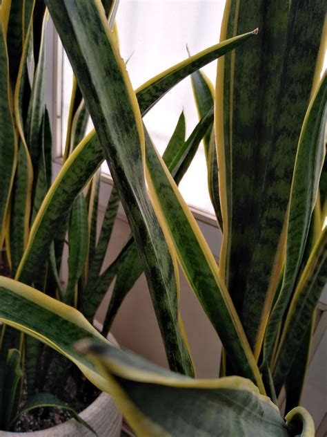 نرم شدن برگ سانسوریاسانسوریا