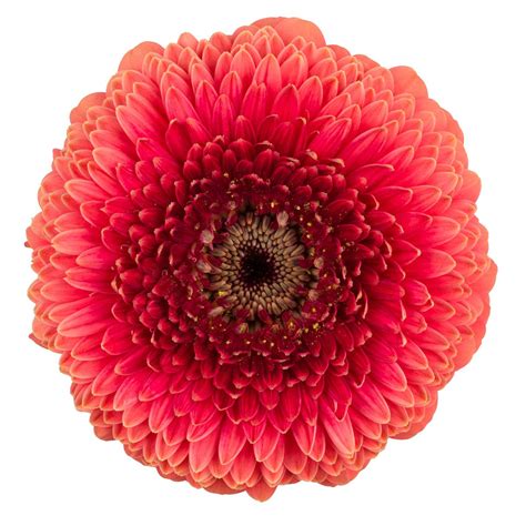 Colouredbygerbera Gerponi Louèn® Sphere Rood
