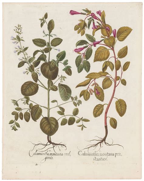 Besler 2nd Ed Pl 232 Large Flowered Calamint Woods Calamint