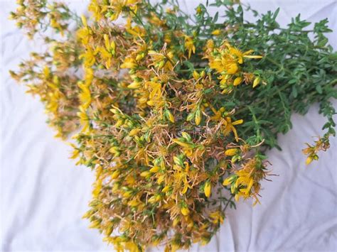 A Bunch Of Yellow Hypericum Perfoliatum Flowers Stock Image Image Of