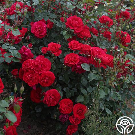 The Princes Trust Rose English Legend Lightly Fragrant Heirloom