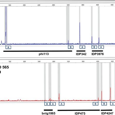Example Of Successful Fragment Analysis Of 2 Multiplex Pcr Reactions Download Scientific