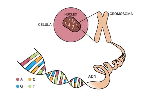 Do You Know What Dna Is And Its Functions And Structure