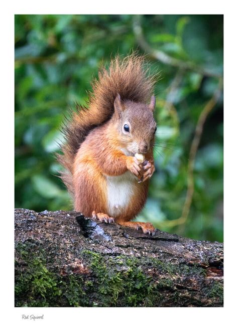 Buy Red Squirrel Prints