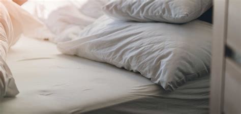 Bed Bug Identification Guide Find Out If You Have Bed Bugs Here