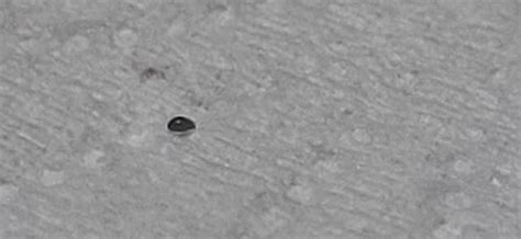 What Is This It Bit Me Rwhatisthisbug