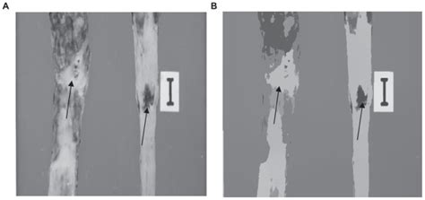 A Original Image B Segmentation By Using Our Unsupervised Download Scientific Diagram