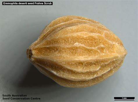 Eremophila Deserti