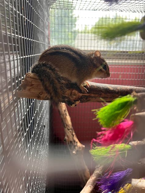 Cookie The Chipmunk R Squirrels