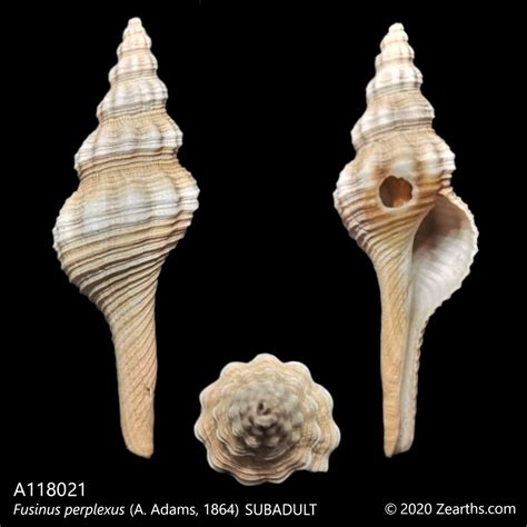 A118021 Fusinus Perplexus A Adams 1864 Subadult Zearths