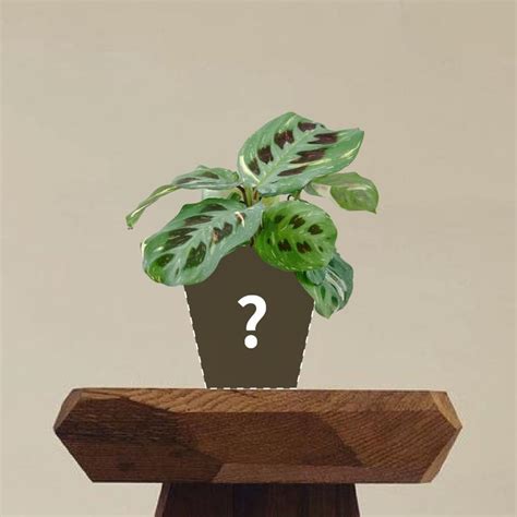 그린 마란타 맞춤 분갈이 공기정화식물 승진선물 플랜테리어 승진화분 화초