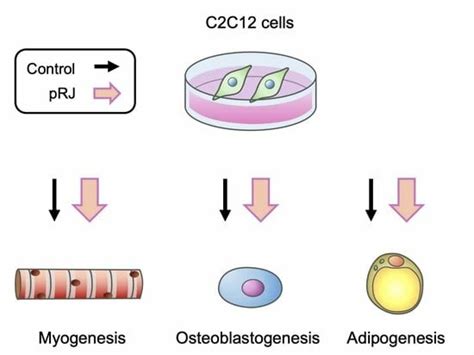 Royal Jelly Enhances The Ability Of Myoblast C2c12 Cells To