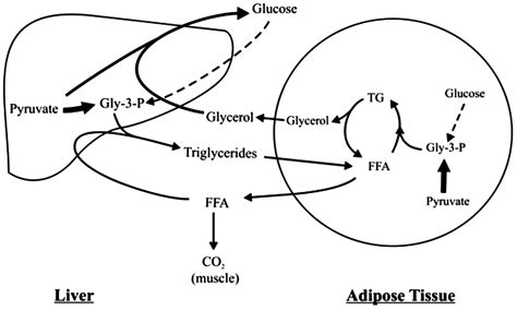 Esterification Of Fatty Acids To Triglycerides At Brooke Donald Blog