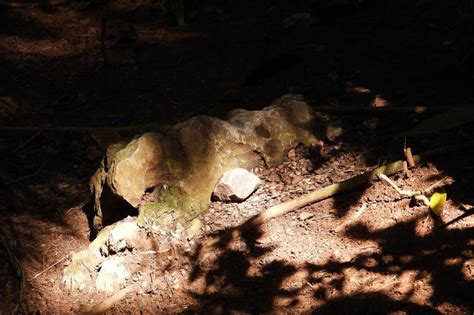 Monkeys Making Stone Flakes Provoke Questions About Early Humans