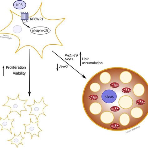 Of The Effects Of Npb In Brown Preadipocytes Download Scientific Diagram