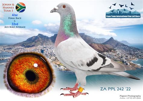 Lot 41 Cape Town Lofts Johan And Hannes Team 2 Za 22 Ppl 242 Bb H41st Final Her Sire Flew 23 In