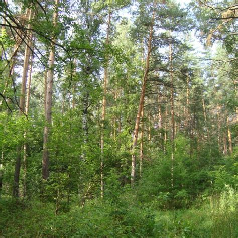 Stratified Systematic Unaligned Sampling Approach Download