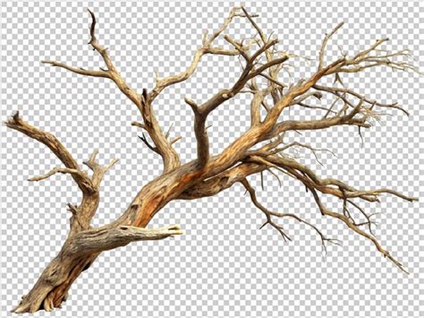 Tree Branch Structure Psd 2000 High Quality Free Psd Templates For
