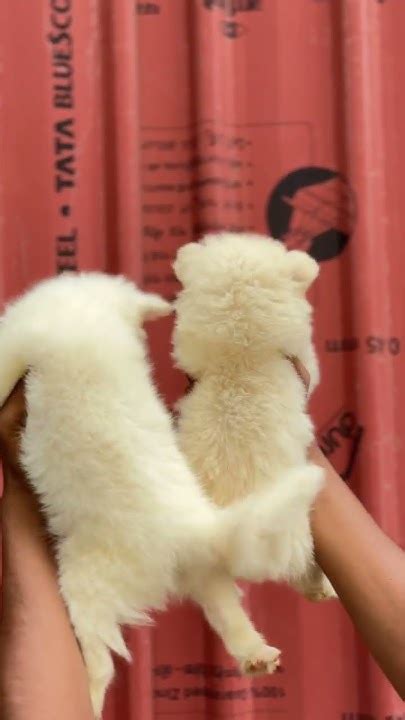 Pom Pappy Avhilabal 8928897140 Youtube