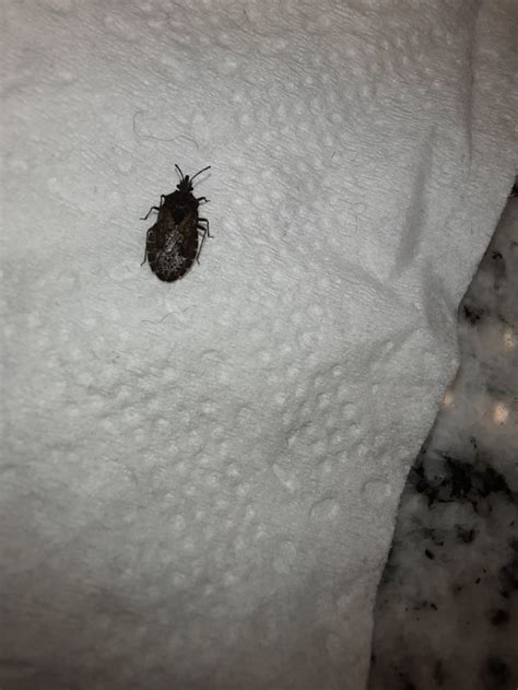 Flat Bug Pest Control Canada