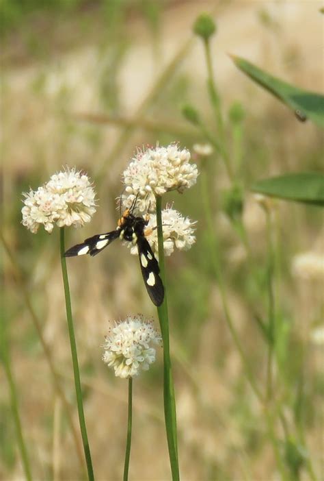 Alypia Langtoni Or Langtonis Forester Moth Yosemite Nat Flickr