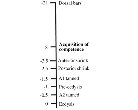 The Major Morphological Markers And Developmental Events Following The Download Scientific
