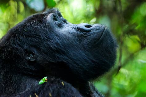 How To Get A Gorilla Permit In Rwanda