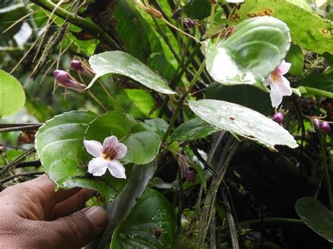 Gesneriaceae Eflora Of India