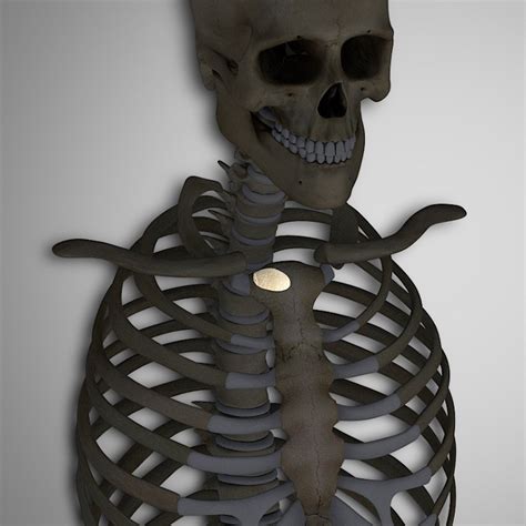 Manubrium Of The Sternum 3d Muscle Lab