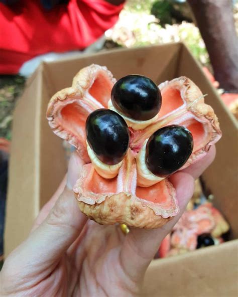 11 Fruits You Should Be Eating And 11 You Shouldnt