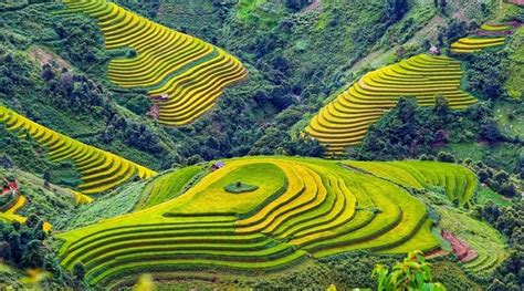 Mu Cang Chais Rice Terraces Vietnams Natural Splendor