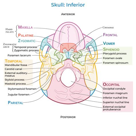 What Is A Foramen In Anatomy Foramina Anatomy And Cell Biology 3319