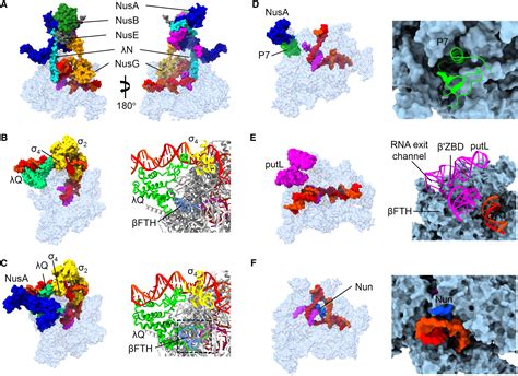 Structural Basis Of Phage Transcriptional Regulation Structure