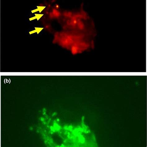 Pdf Diversity Enumeration And Isolation Of Arcobacter Spp In The