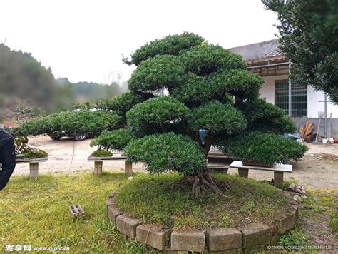 五针松造型摄影图田园风光自然景观摄影图库昵图网