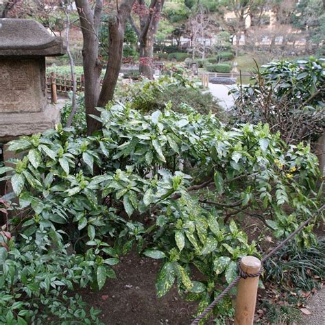 アオキの特徴、育て方、剪定時期、病気、害虫 庭 木 園芸 庭