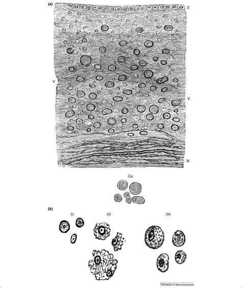 Neuroglia Microscope
