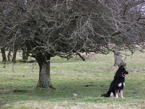 German Shepherd Cross Alaskan Malamute Alaskan Malamute Malamute