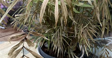 What Is Going On With My Areca All Of A Sudden The Leaves Started Drying It Was Once Full Of