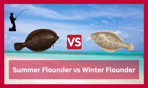 Summer Flounder Vs Winter Flounder Comparison Funcfish