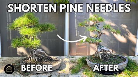 Pruning Japanese Black Pine Bonsai At Tyler Mckinley Blog