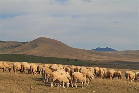 Pešterska Visoravan Pešterska Visoravan