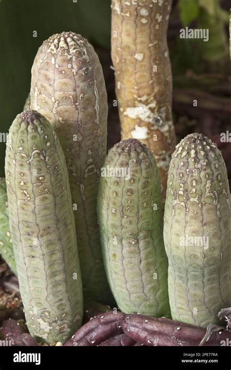 Succulent Stems Of Lavrania Lavrania Haagnerae Kirstenbosch National