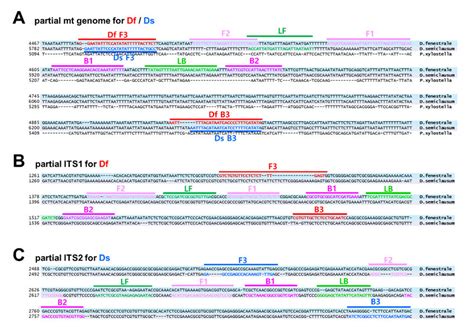 Location Of Primers And Primer Binding Regions On The Partial Sequences Download Scientific
