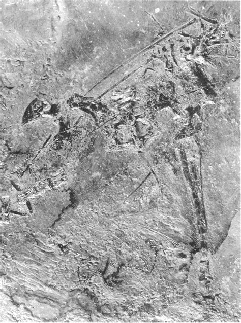 Figure 9 From A Gliding Reptile From The Triassic Of New Jersey By