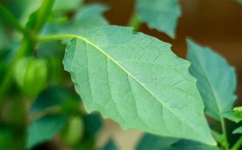 Physalis Angulata Leaf Stock Image Image Of Color Garden 165379143