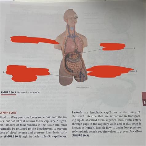 Lymphatic System Flashcards Quizlet