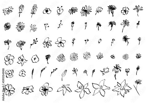Sketch Drawing Flower Collection Big Set Artistic Ink Brush Drawn