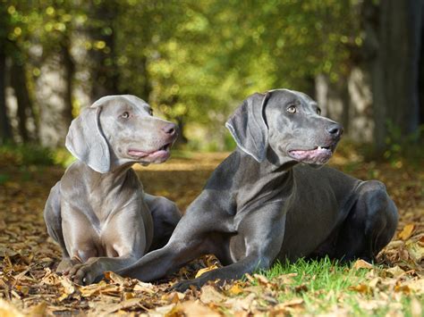 Weimaraner Von Den Salzwiesen Rasseportrait